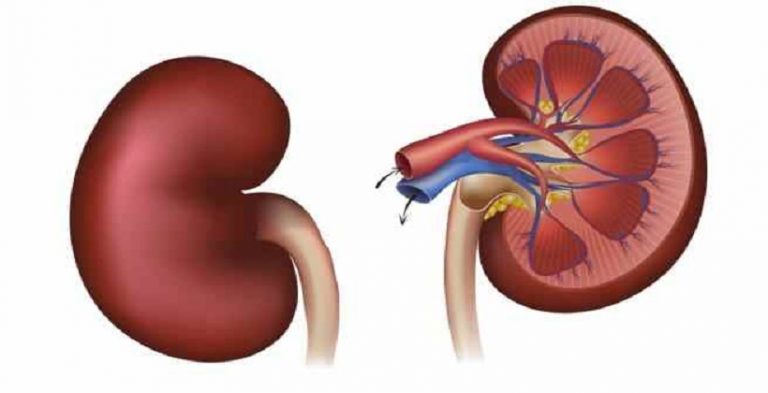 8 Things That Can Hurt Your Kidney - WiseRxcard